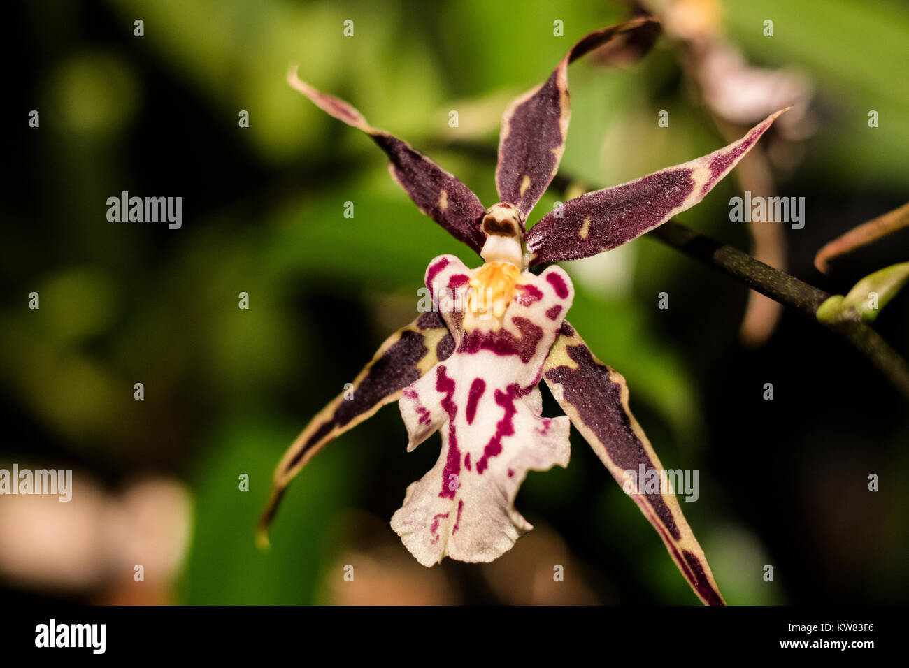 Isolated Spider Orchid Stock Photo - Alamy