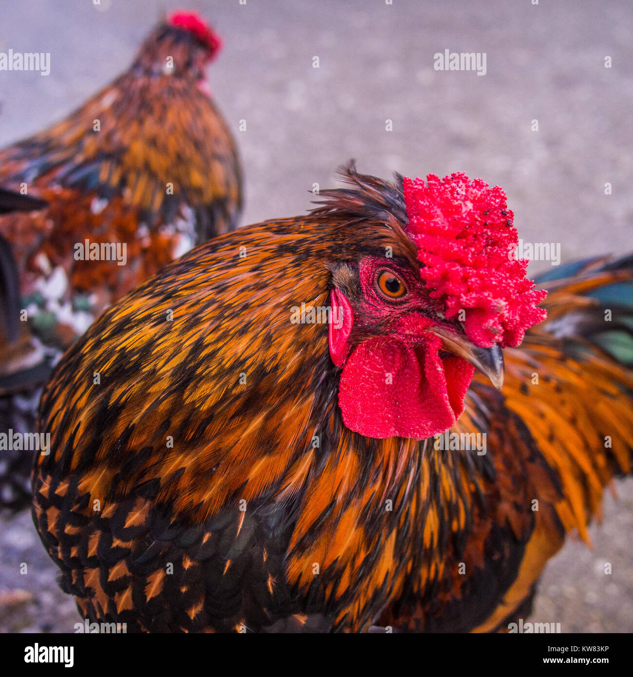 Colourful Cockerel High Resolution Stock Photography and Images - Alamy