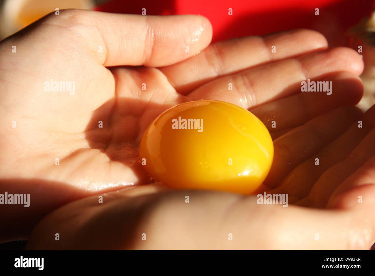 Raw yolk in person's hands Stock Photo - Alamy