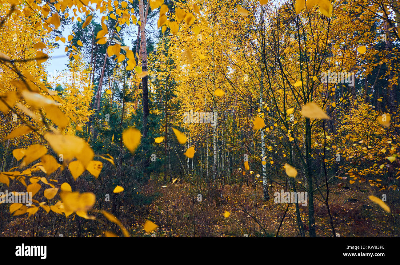 Falling yellow leaves. Saturated autumn forest background Stock Photo ...
