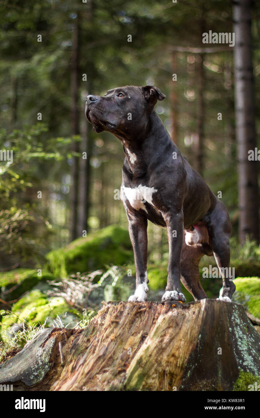 Pitbull sitting hi-res stock photography and images - Alamy