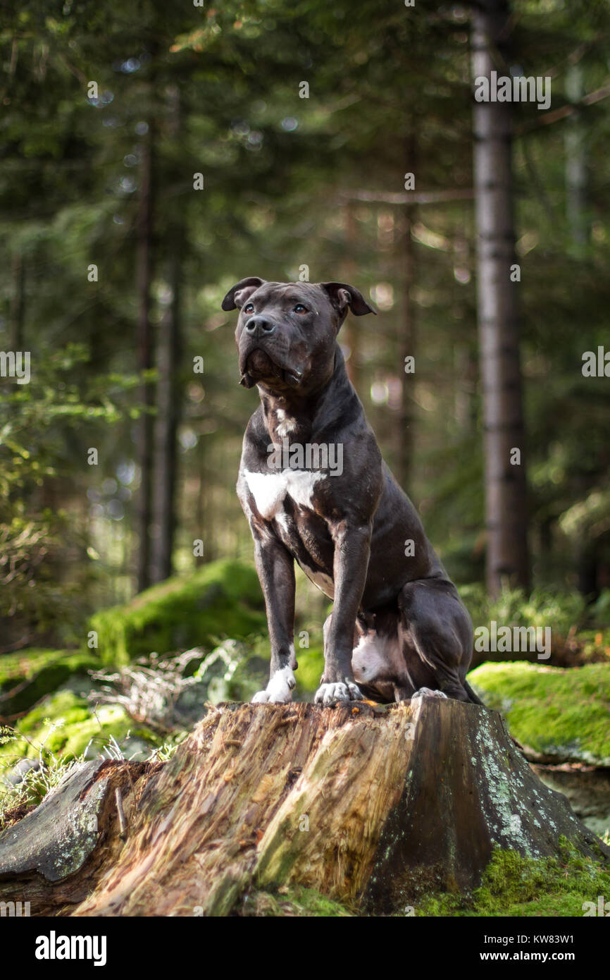 Pitbull Sitting