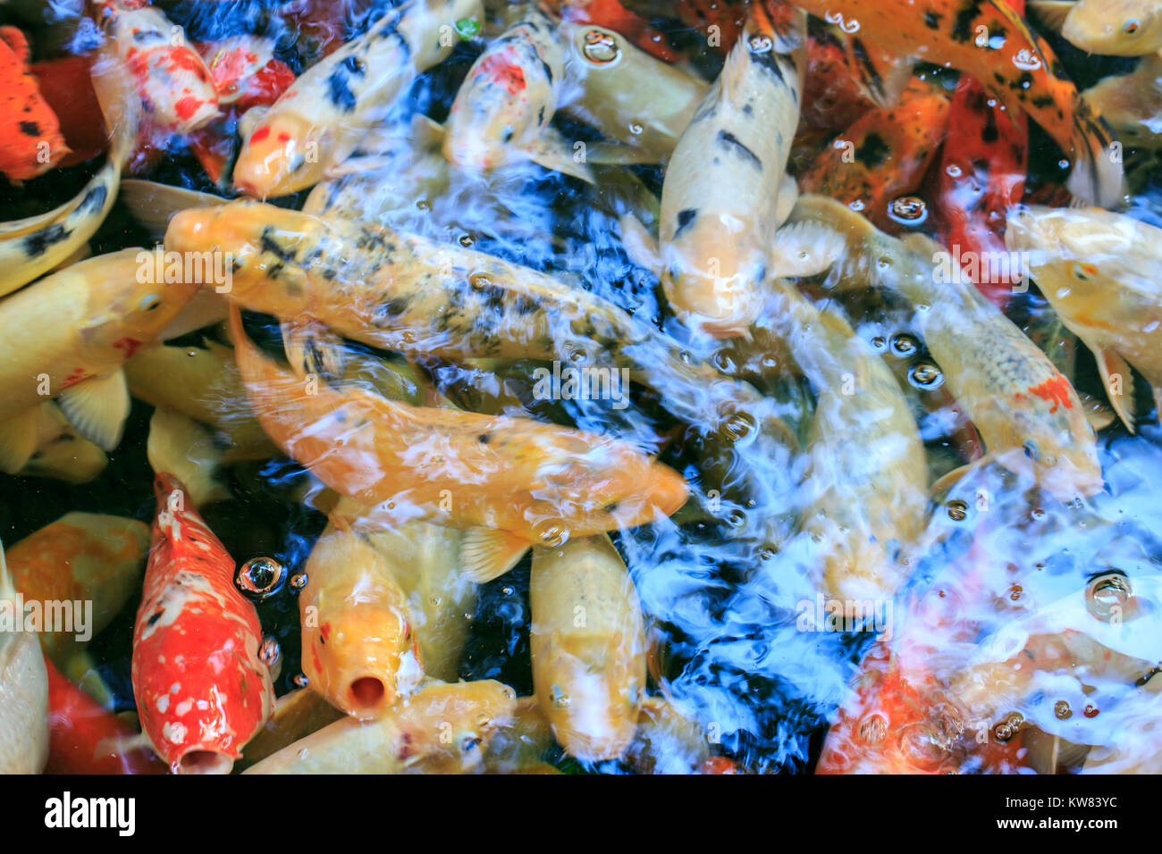 Group of fishes in a lagoon Stock Photo - Alamy