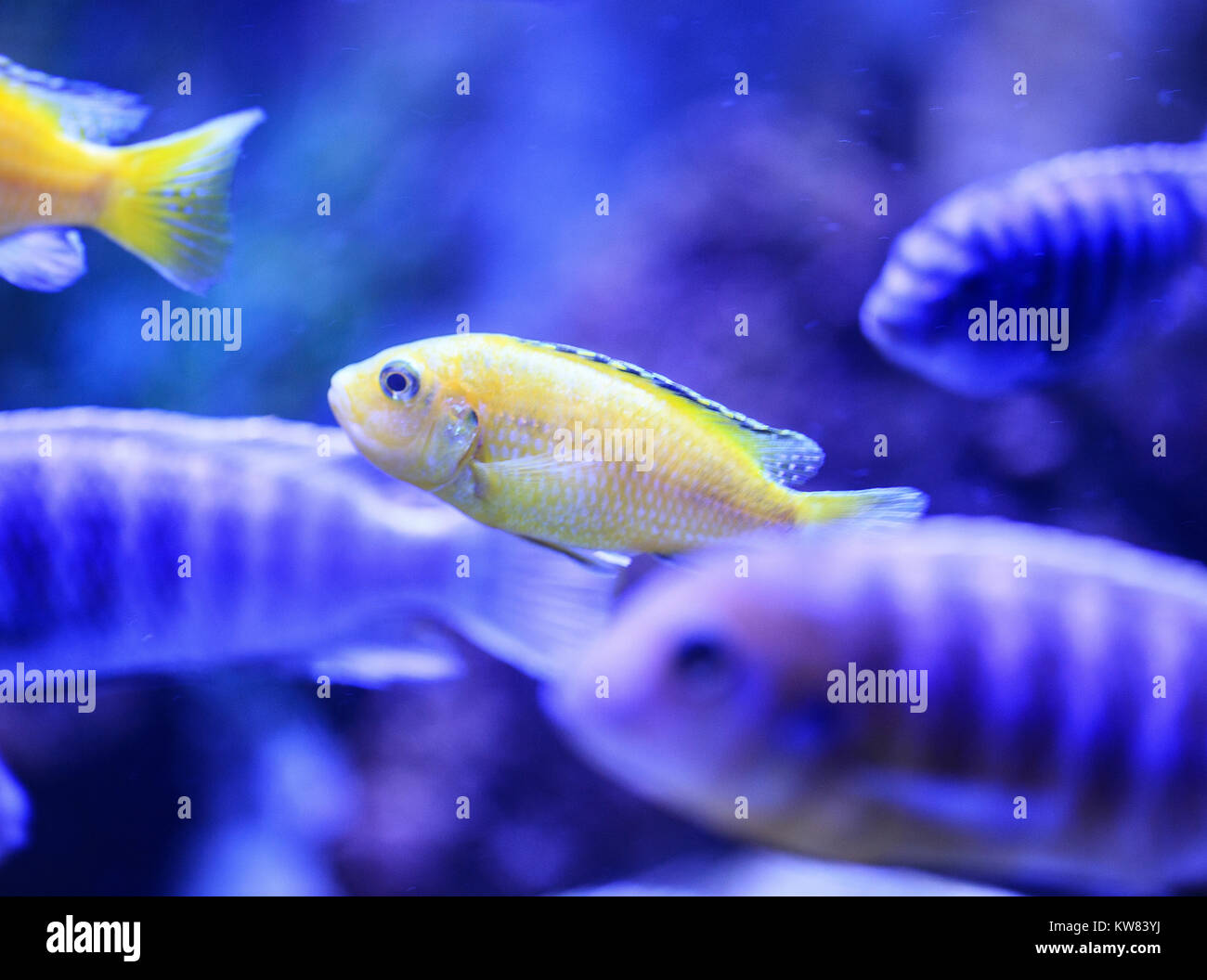 Group of fishes in a aquarium Stock Photo - Alamy