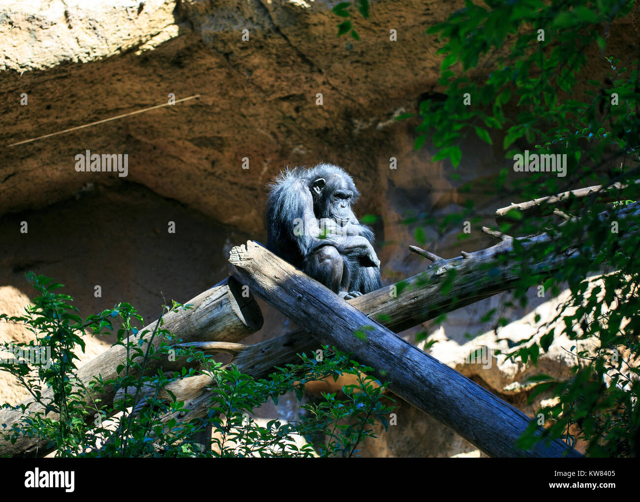 Chimp sleeping in a tree Stock Photo - Alamy