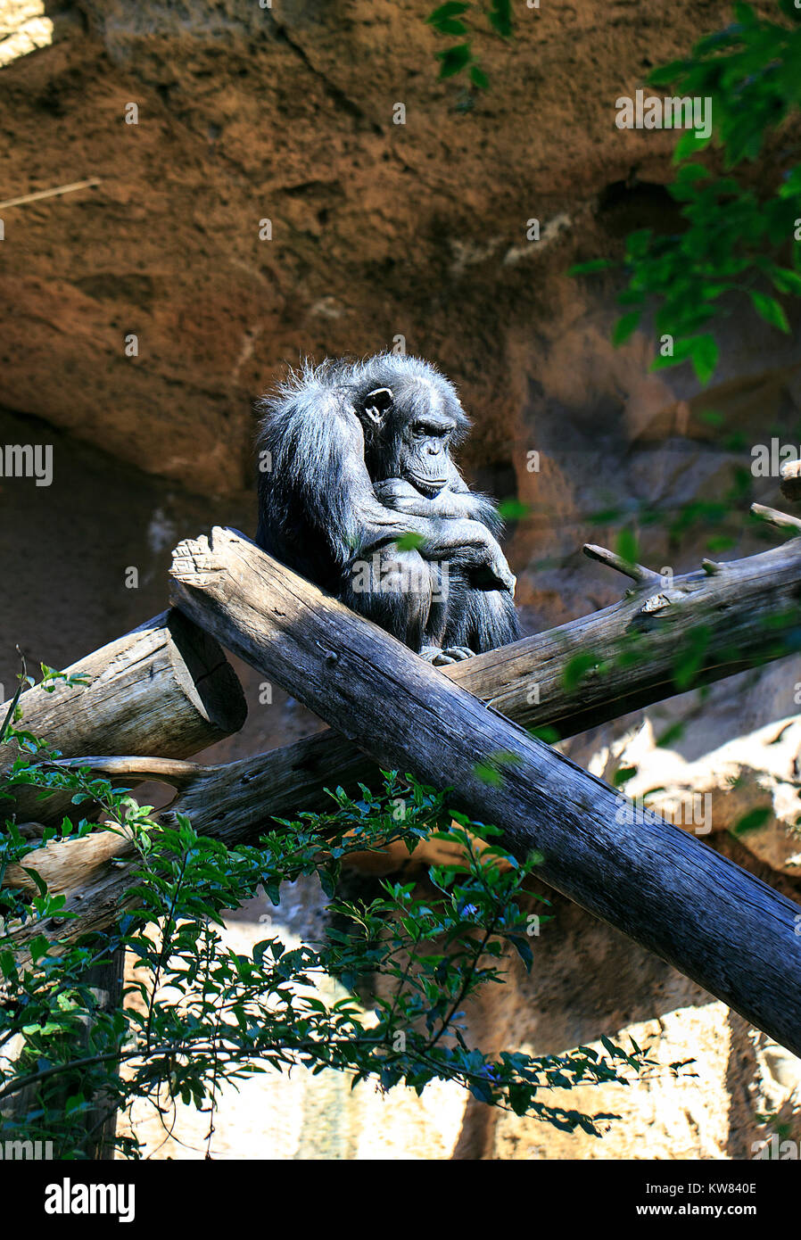 Chimp sleeping in a tree Stock Photo - Alamy