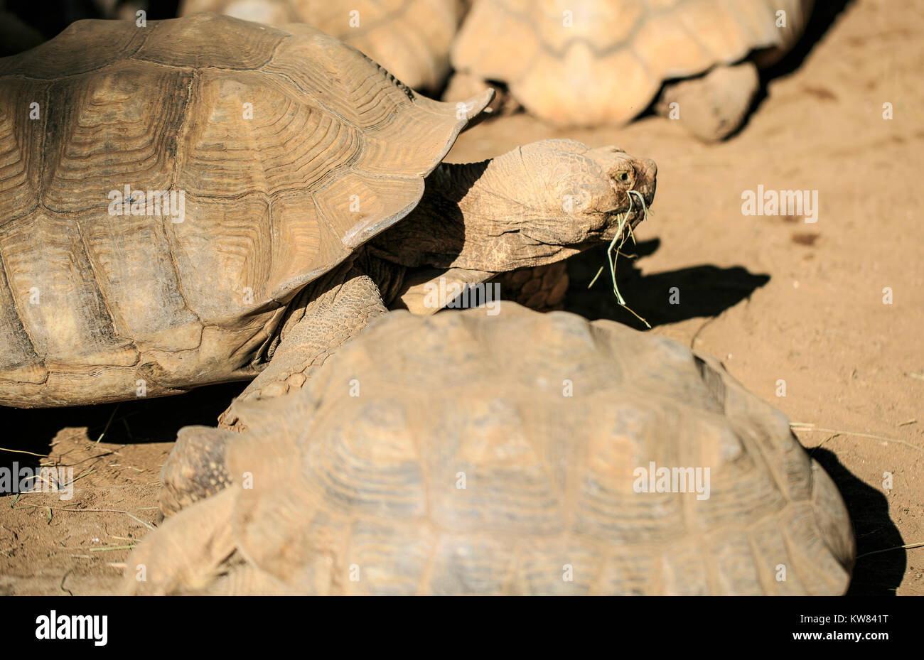 Very big turtle in a zoo Stock Photo - Alamy