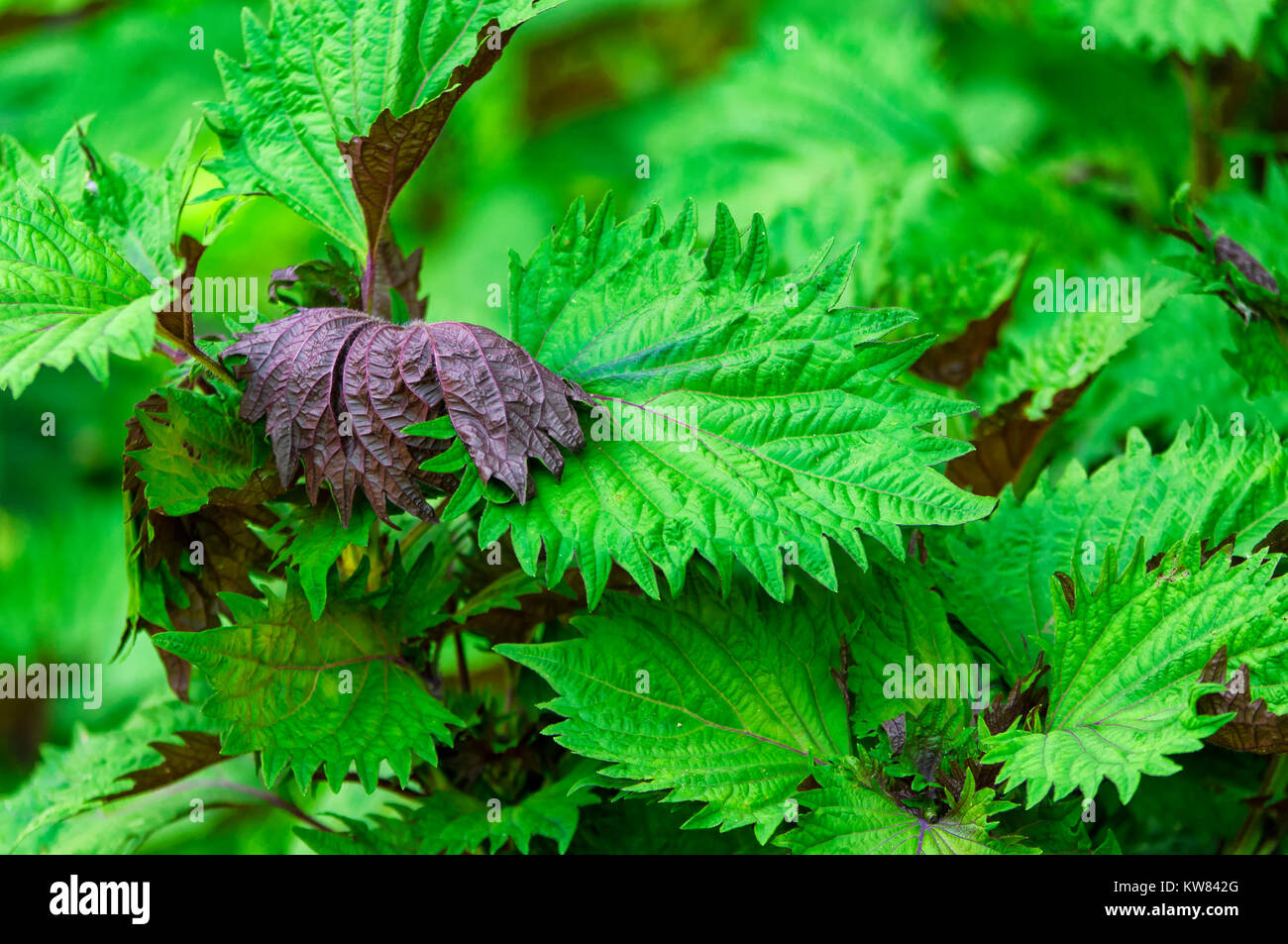 A Shiso plant (Perilla frutescens variation crispa) growing within ...
