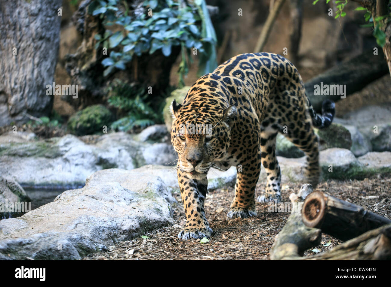 Female leopard in a zoo Stock Photo - Alamy