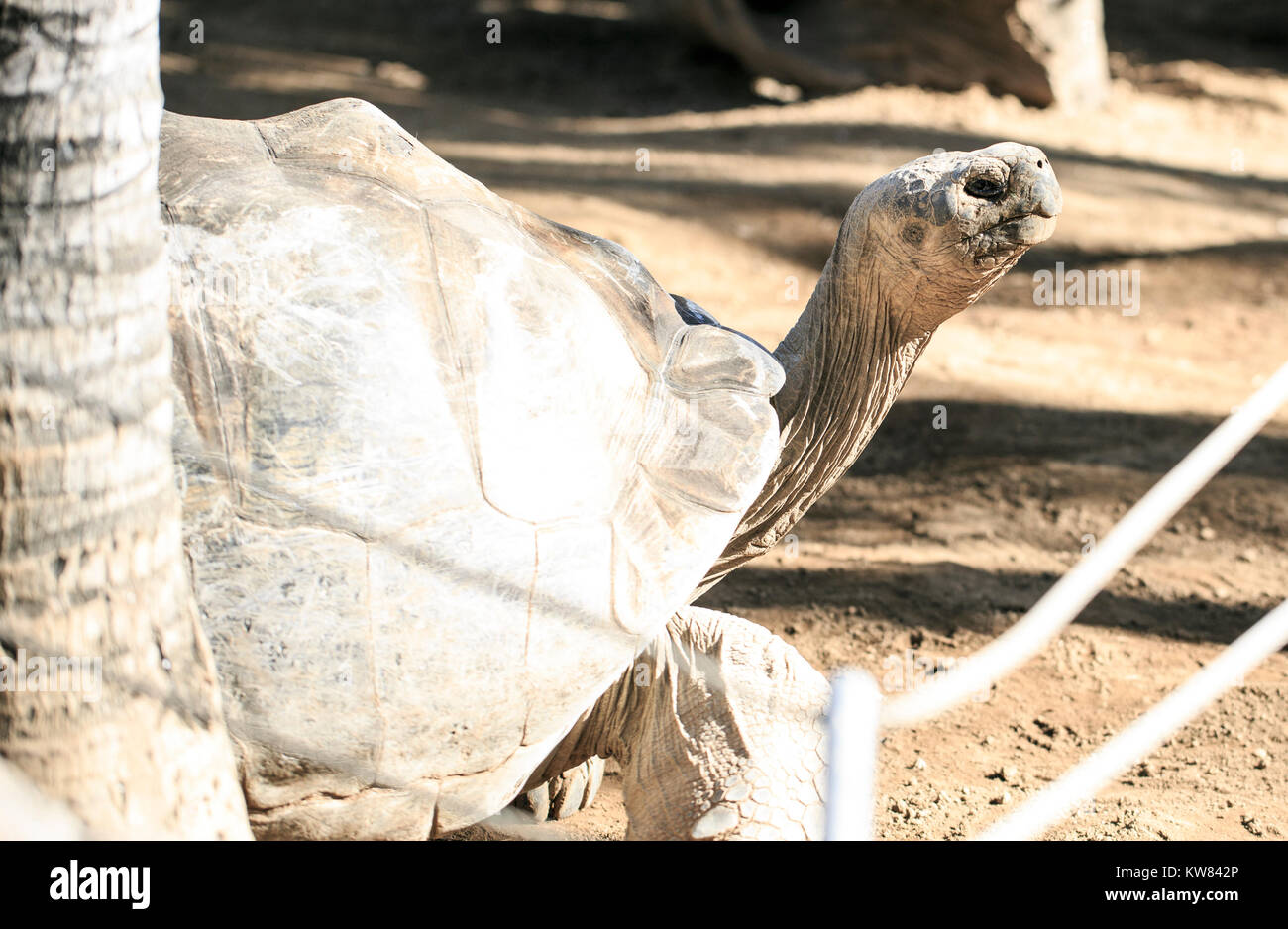 Very big turtle in a zoo Stock Photo - Alamy