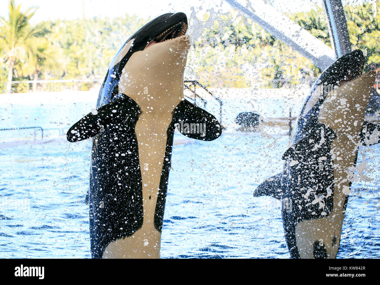 Big Orcas living in a zoo Stock Photo - Alamy