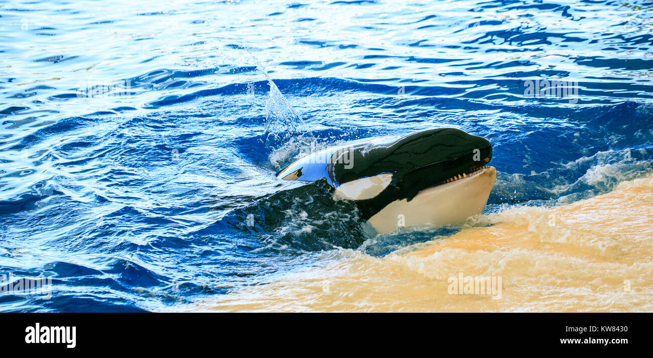 Big Orcas living in a zoo Stock Photo - Alamy