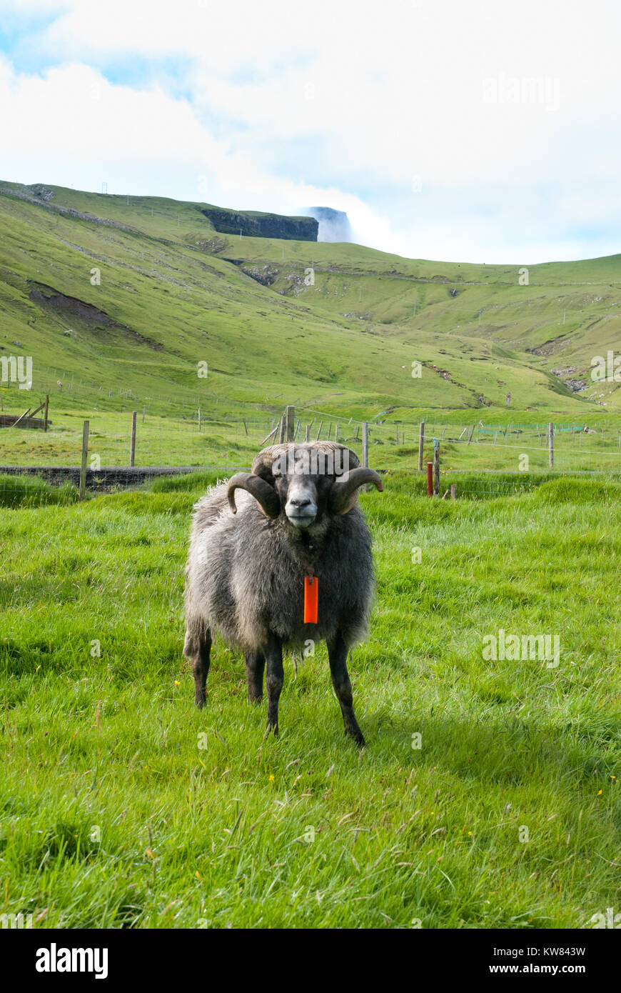 Faroe islands sheep hi-res stock photography and images - Alamy