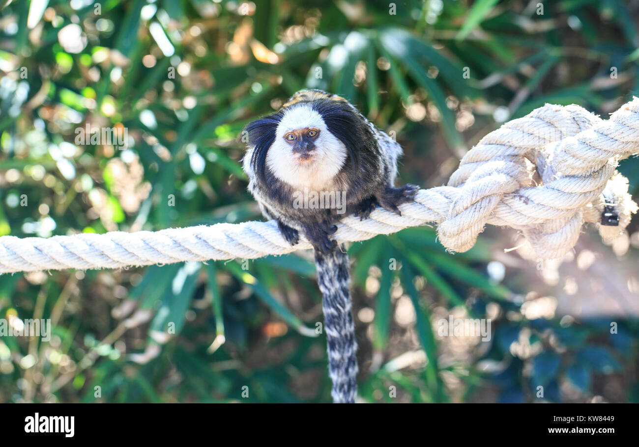 Chimp sleeping in a tree Stock Photo - Alamy