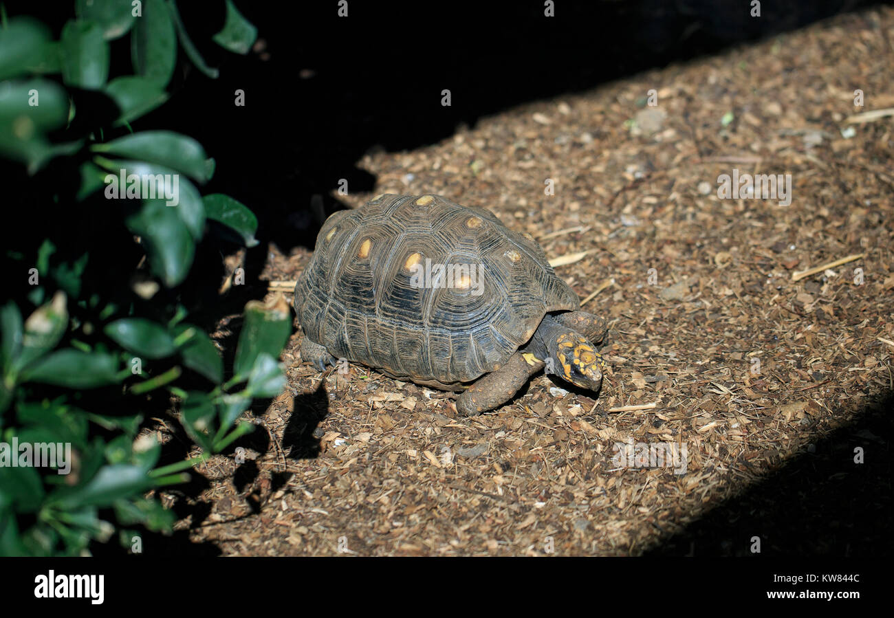 Angry turtle hi-res stock photography and images - Alamy