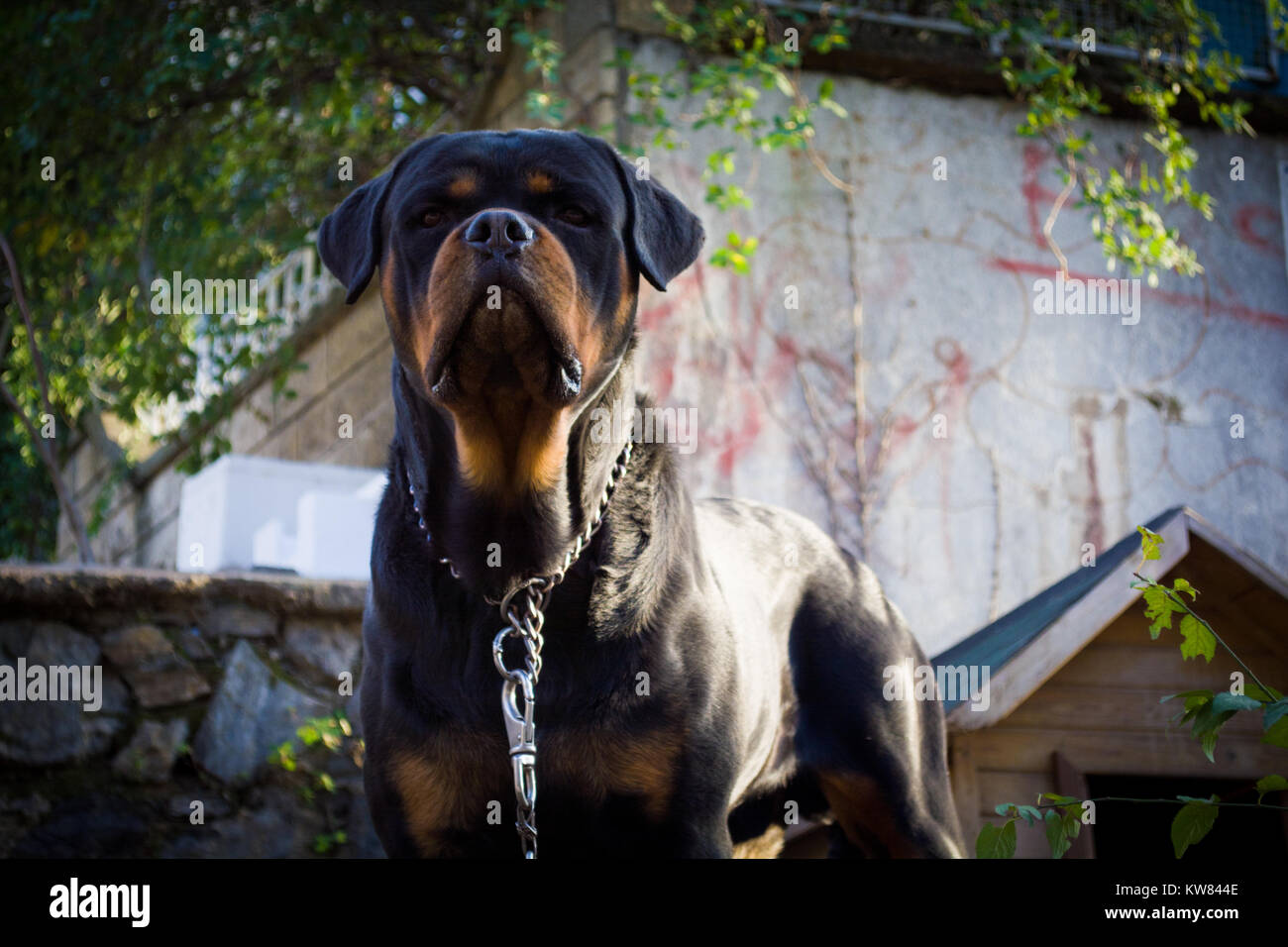 Rottweiler Angry Wallpaper