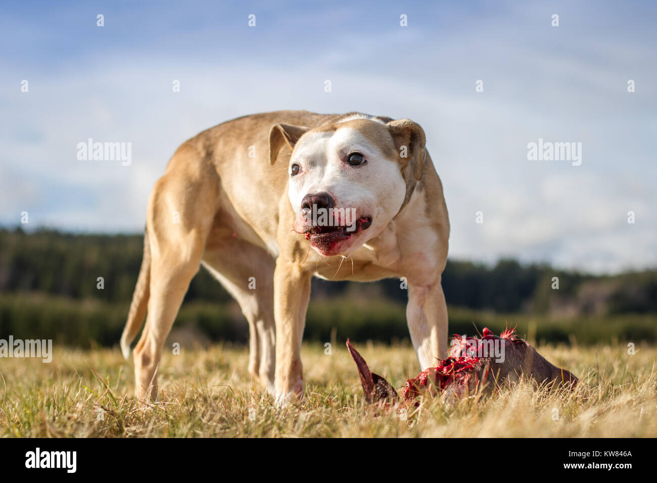 Dog eating raw dog food Stock Photo - Alamy