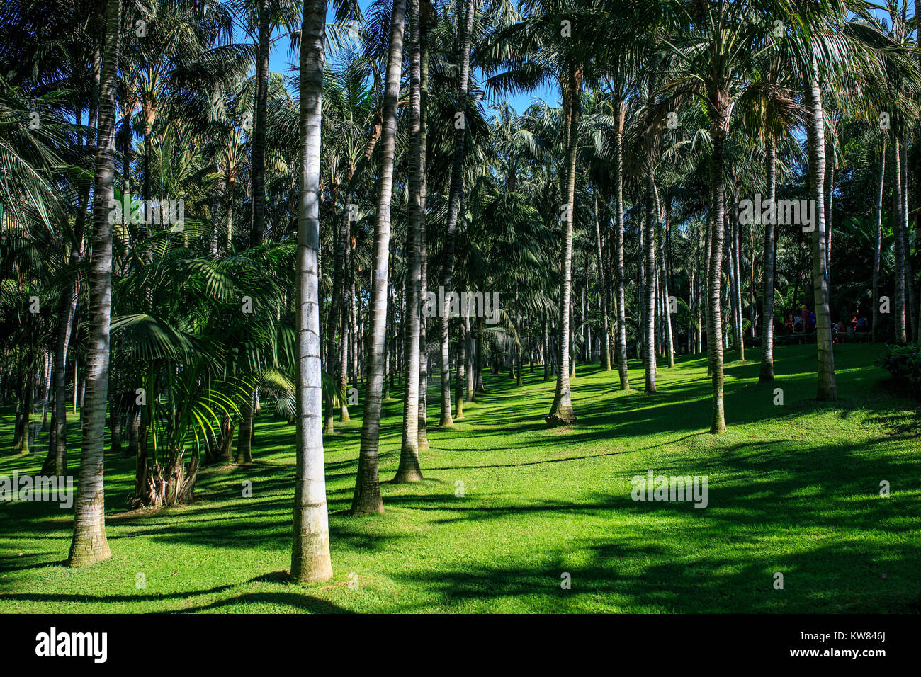 Group of trees in a tropical forest Stock Photo - Alamy