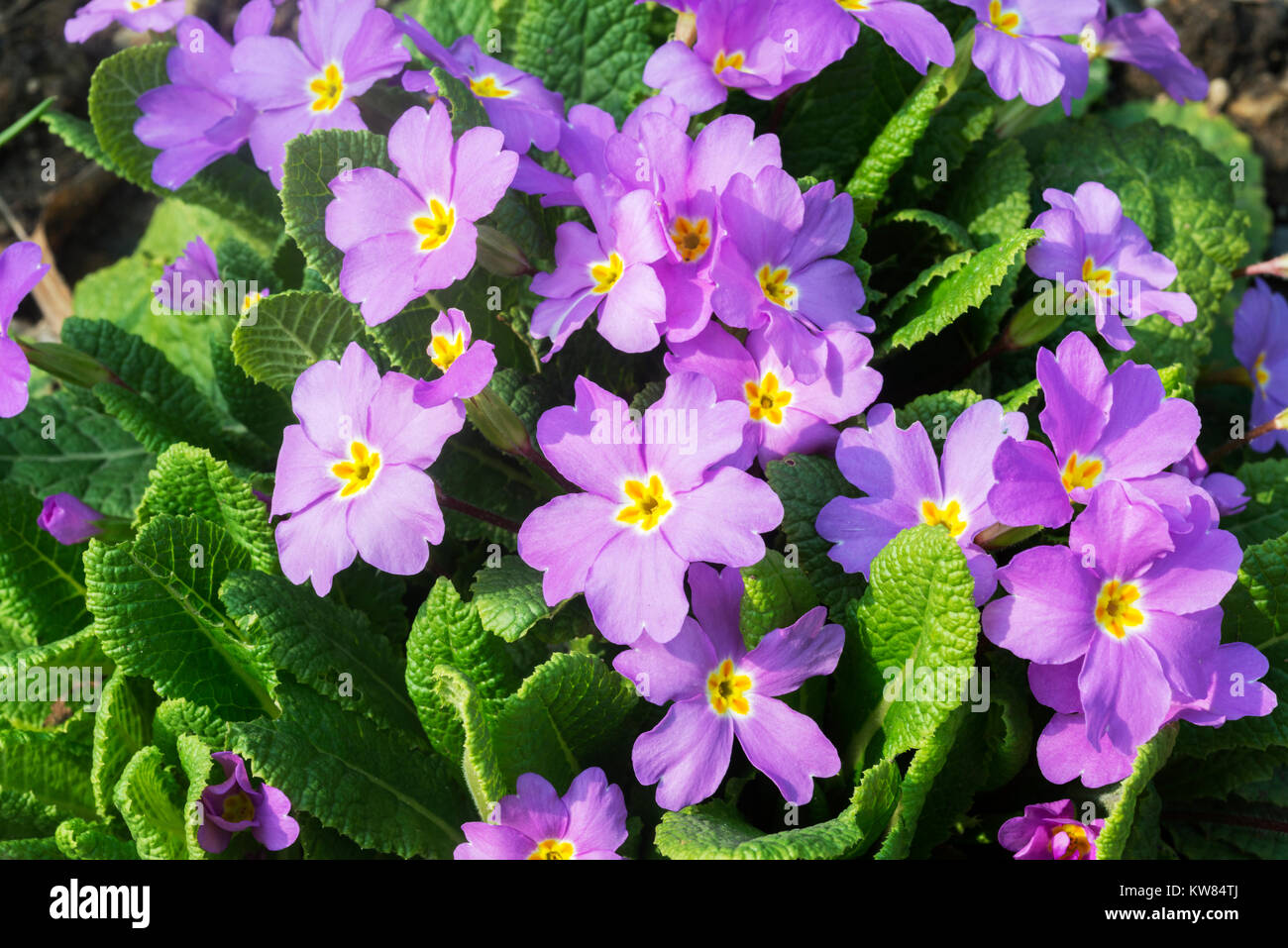 Primula is a genus of mainly herbaceous flowering plants in the family ...