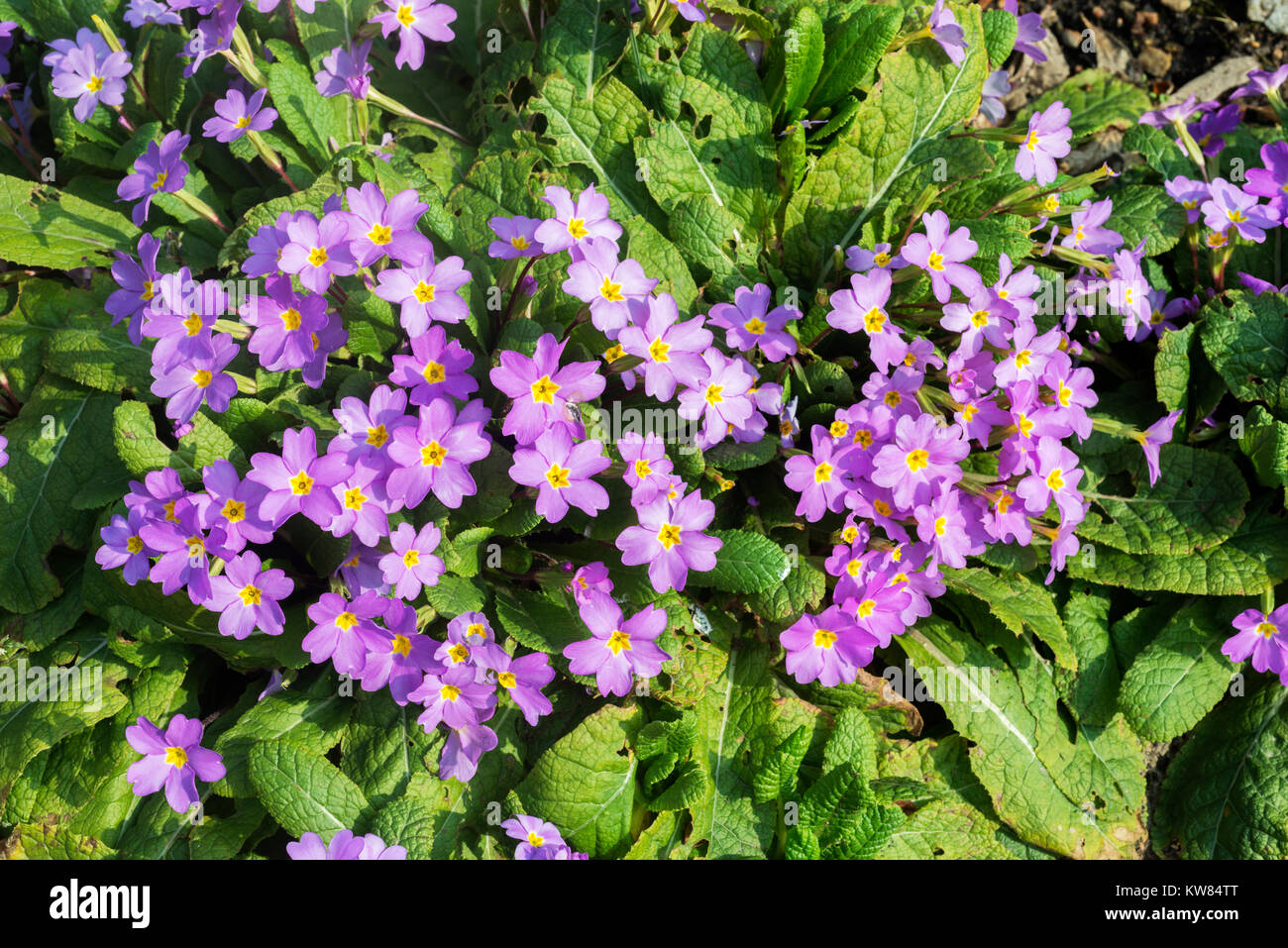 Primula is a genus of mainly herbaceous flowering plants in the family ...