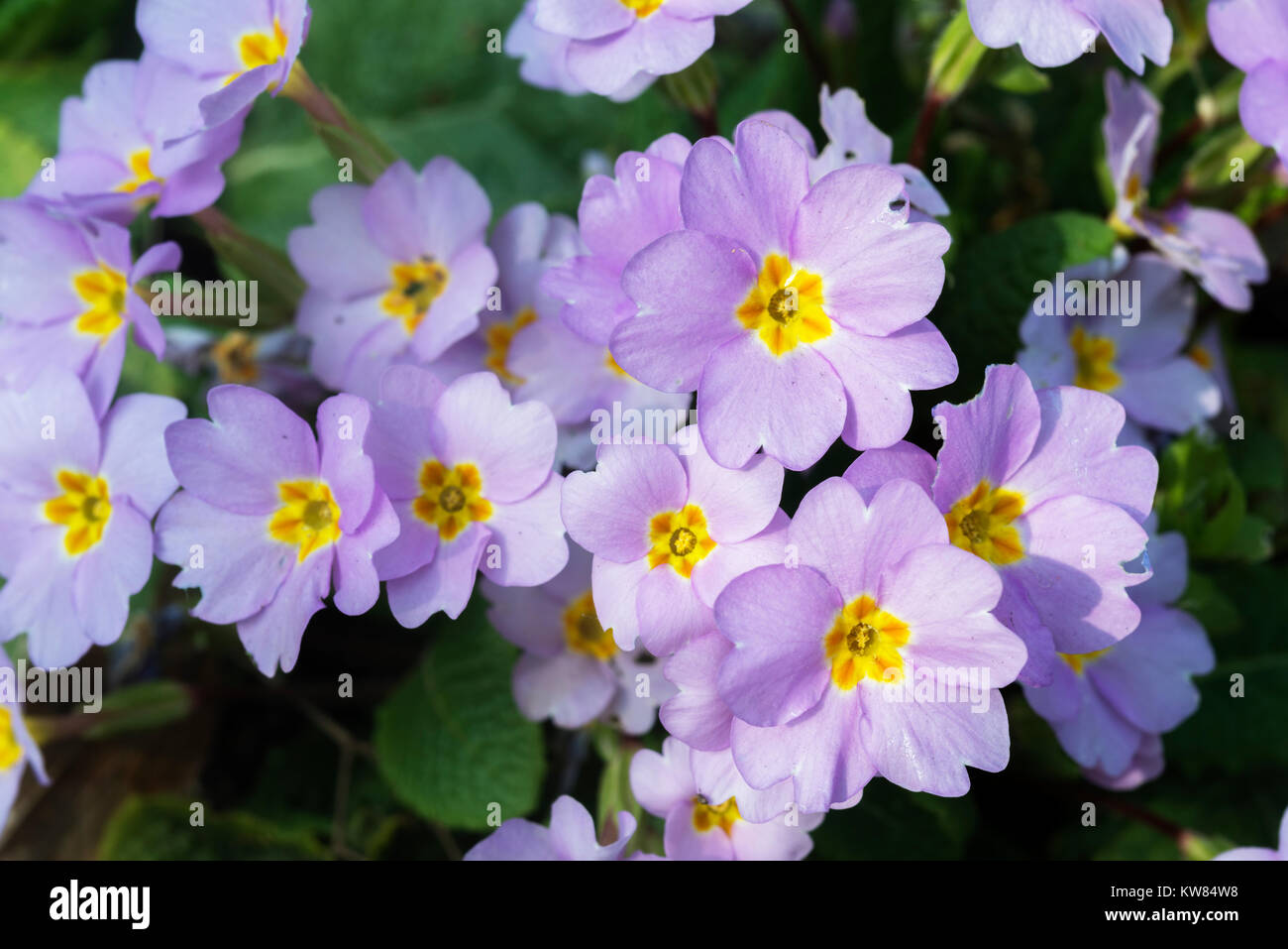 Primula is a genus of mainly herbaceous flowering plants in the family ...