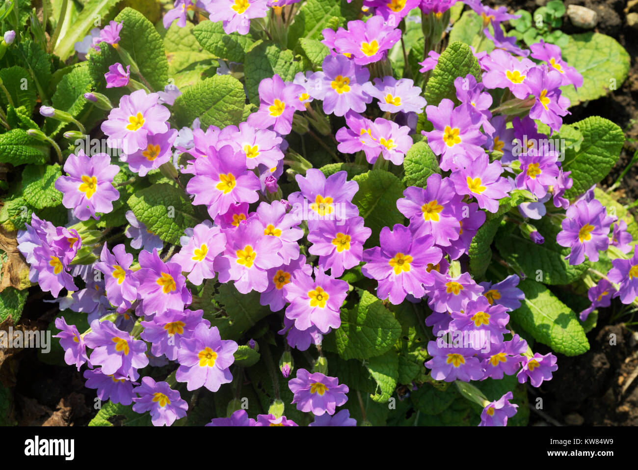 Primula is a genus of mainly herbaceous flowering plants in the family ...