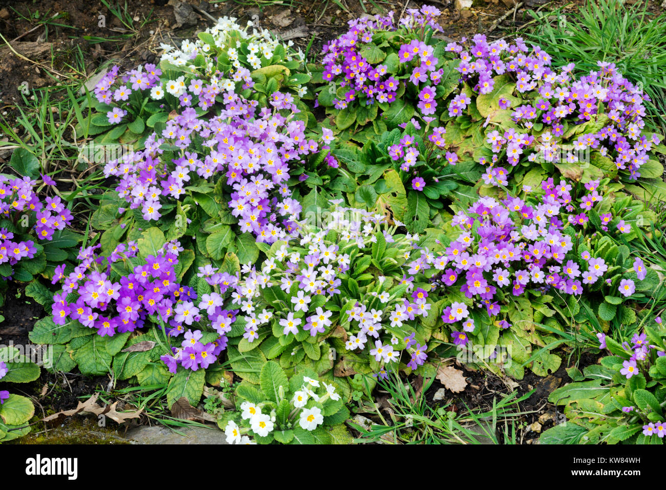 Primula is a genus of mainly herbaceous flowering plants in the family ...
