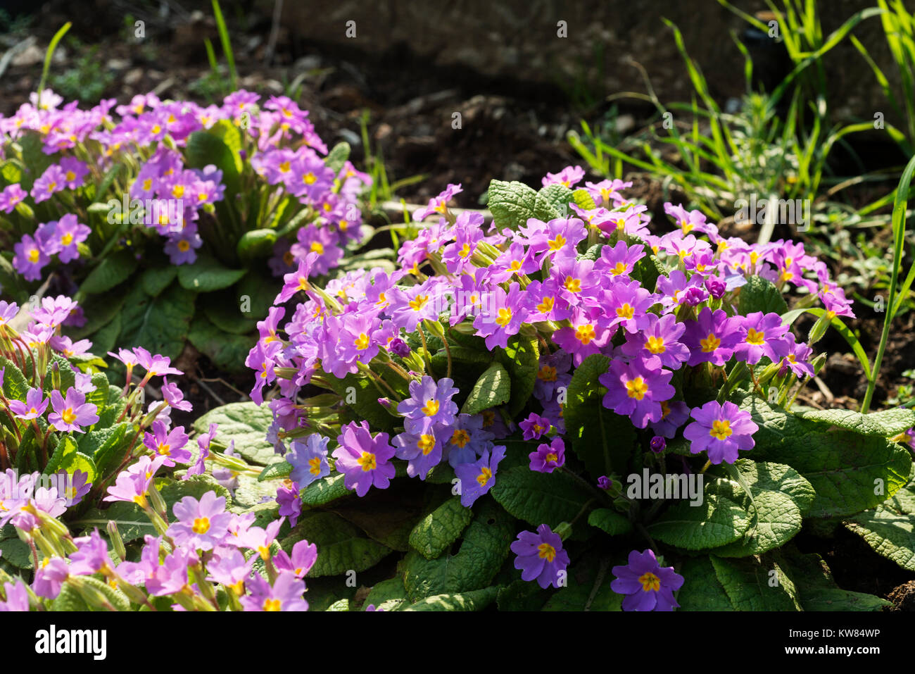 Primula is a genus of mainly herbaceous flowering plants in the family ...
