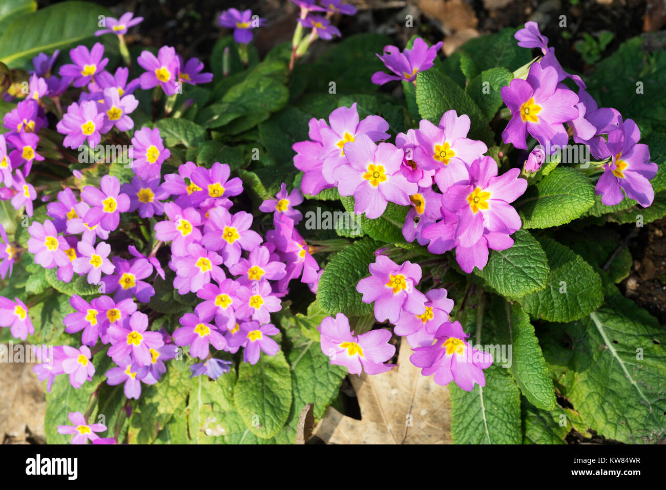 Primula is a genus of mainly herbaceous flowering plants in the family ...