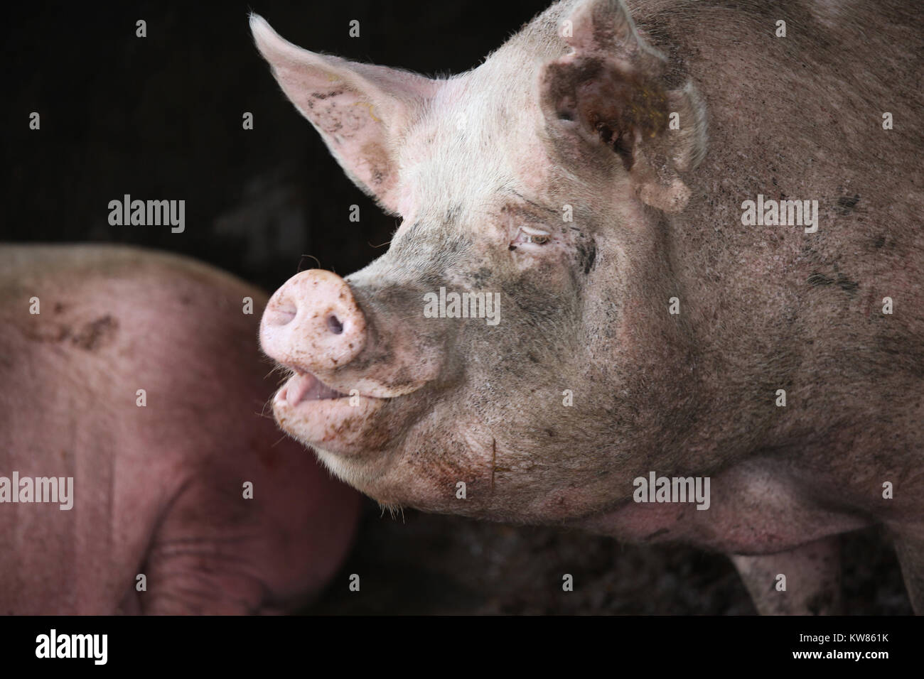 Close-up of a young big domestic pig at animal farm indoors. Side view ...