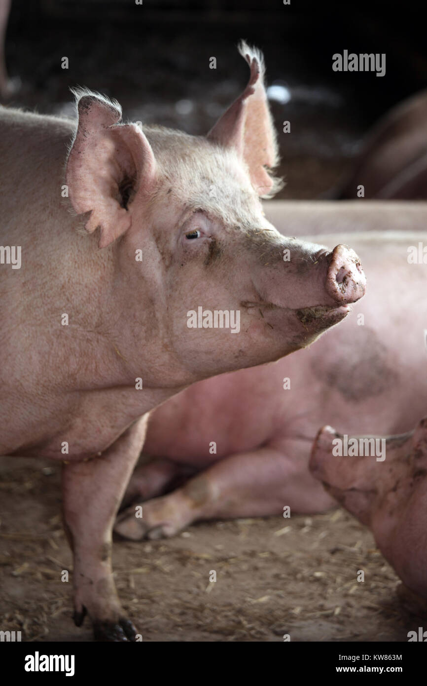 Close-up of a young big domestic pig at animal farm indoors. Side view ...