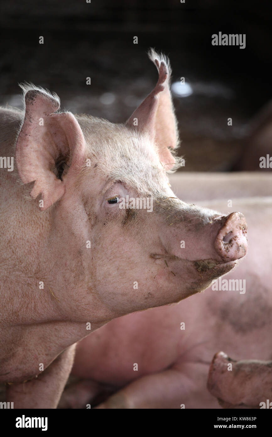 Close-up of a young big domestic pig at animal farm indoors. Side view ...
