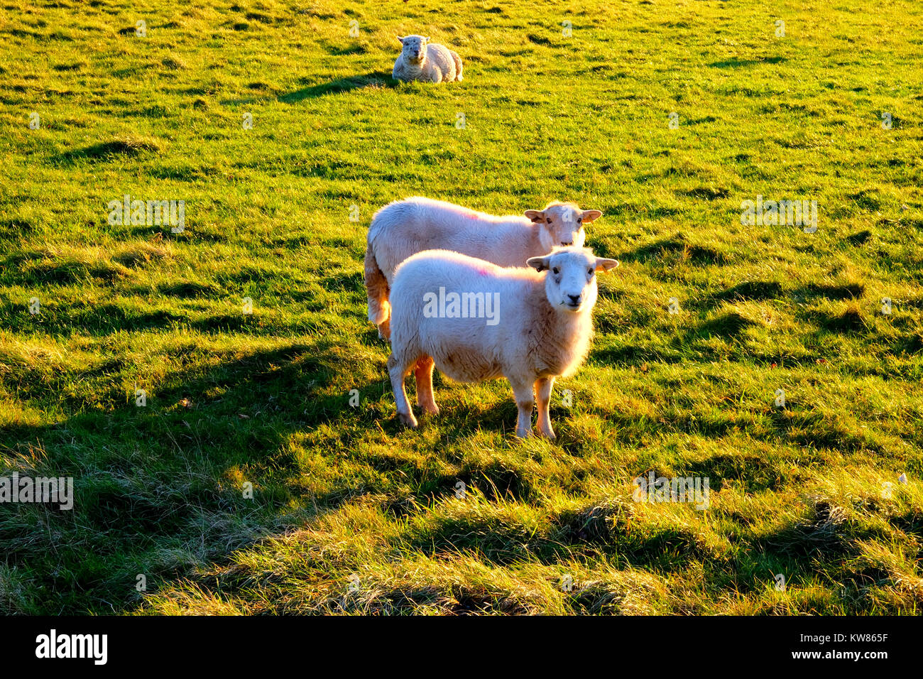 Two sheep standing hi-res stock photography and images - Alamy