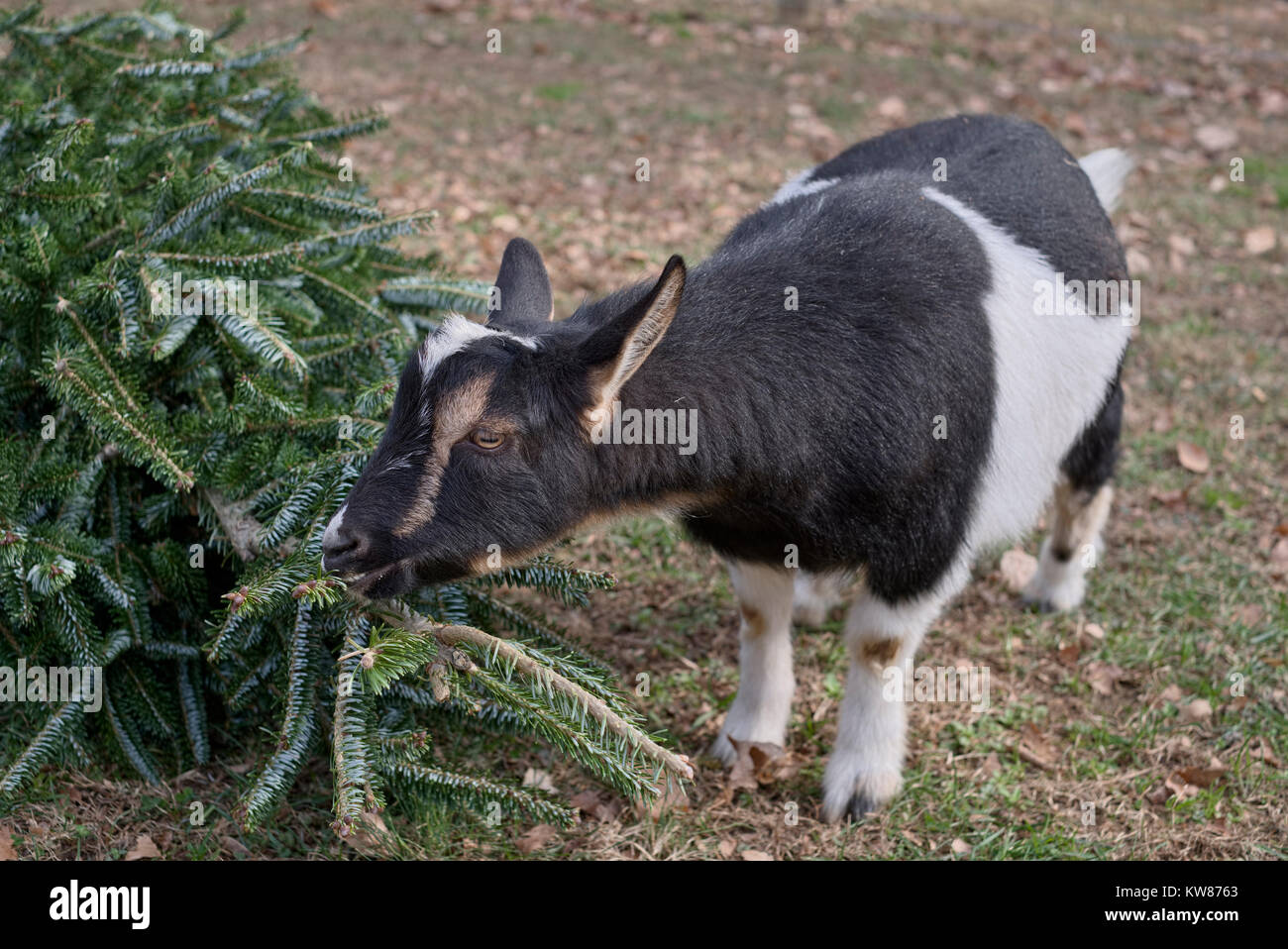 Nigerian tree hi-res stock photography and images - Alamy