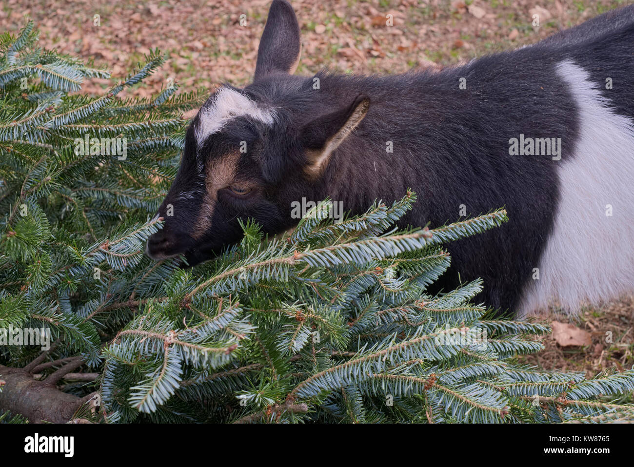 Nigerian Dward Goat eating Christmas Tree / evergreen tree Stock Photo ...
