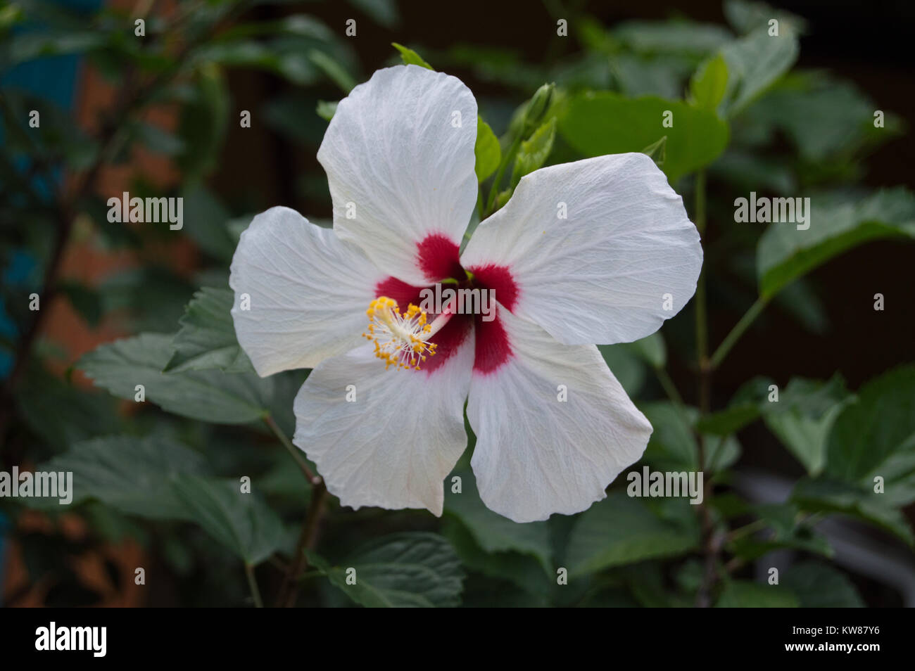 All rights reserved by Acacia Thorng Stock Photo - Alamy