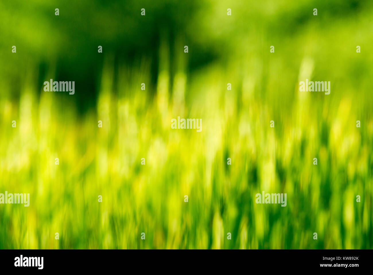 Out of focus from the nature for background Stock Photo - Alamy