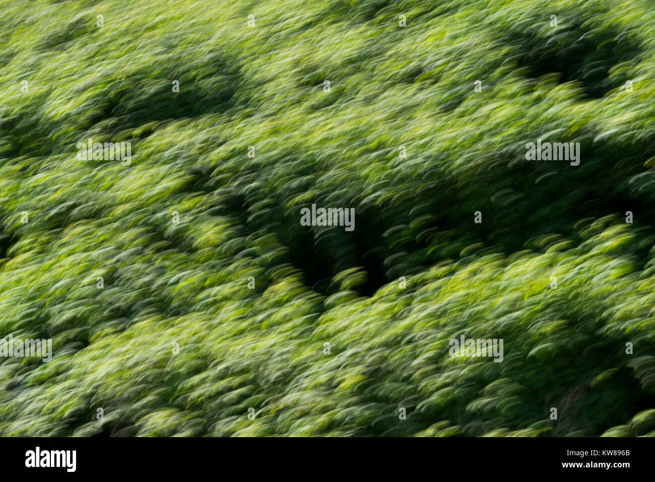 Out of focus from the nature for background Stock Photo - Alamy