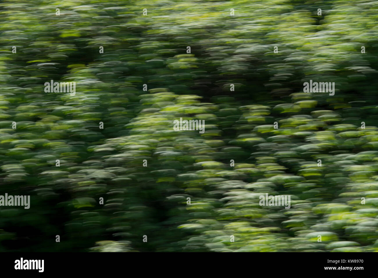 Out of focus from the nature for background Stock Photo - Alamy