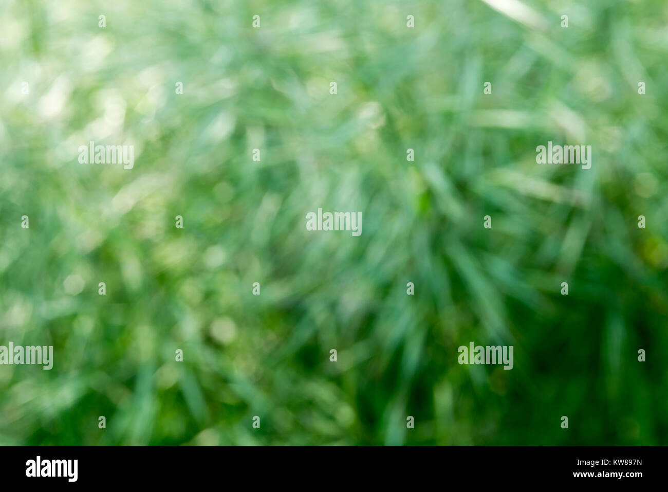 Out of focus from the nature for background Stock Photo - Alamy