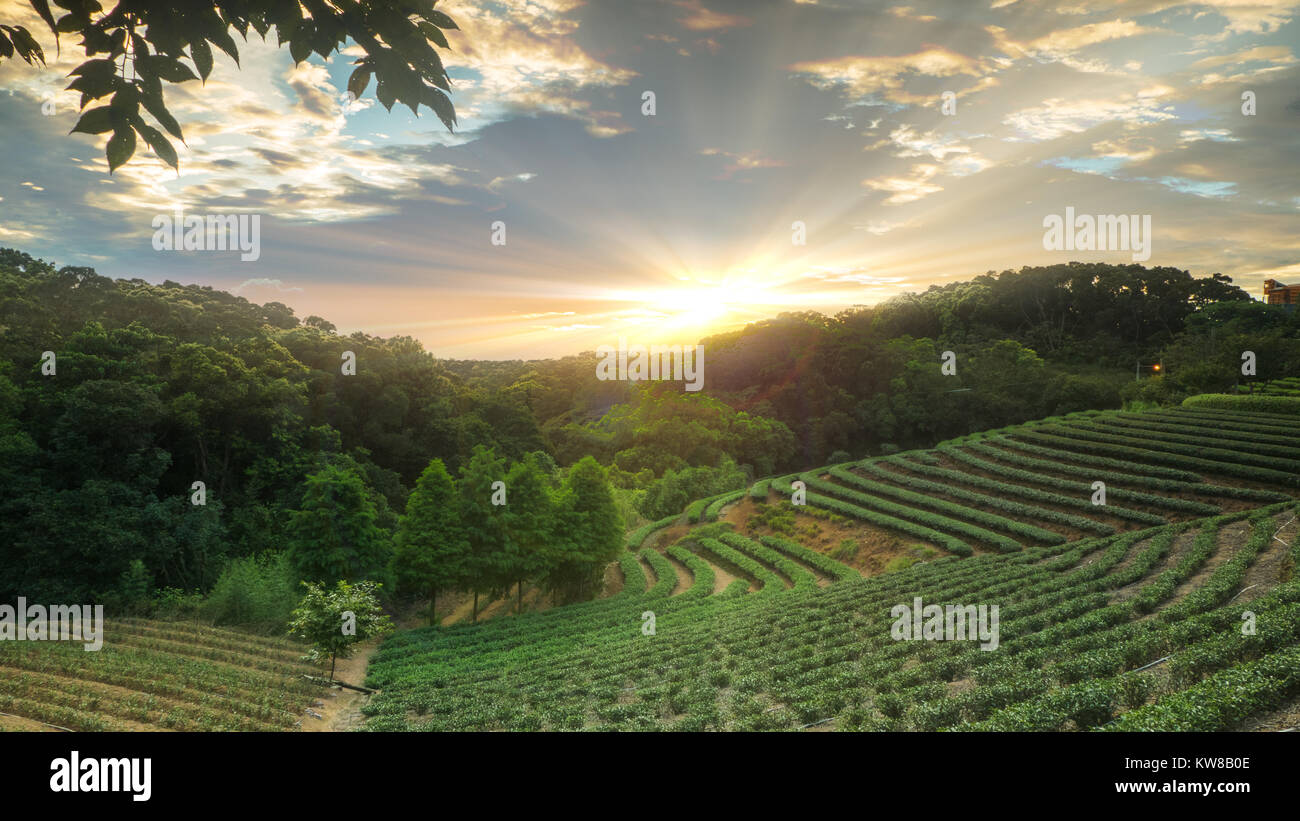 The Landscape of Tea Field with fog in morning at Taiwan on sunrise ...