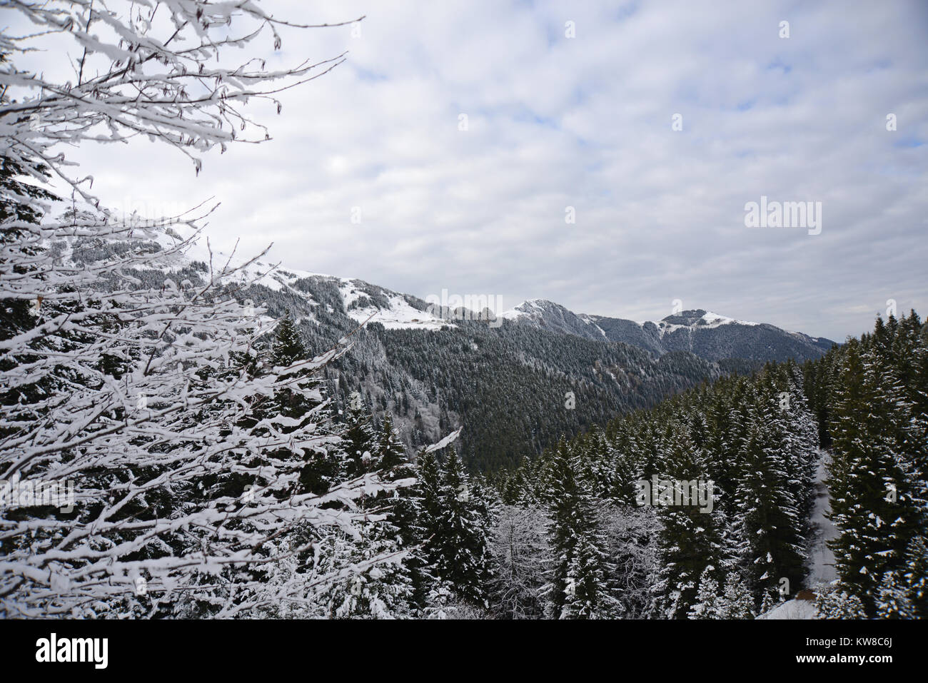 Winter on the plateau of Macka district of Trabzon province.Turkey ...