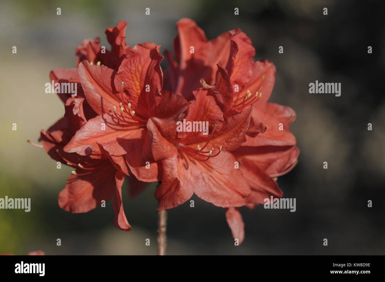 Rhododendrons are grown for their spectacular flowers, usually borne in ...