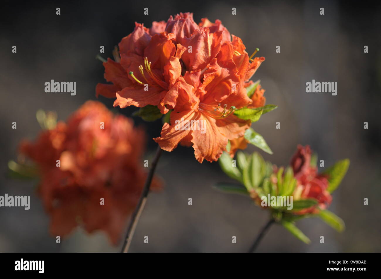 Rhododendrons are grown for their spectacular flowers, usually borne in ...
