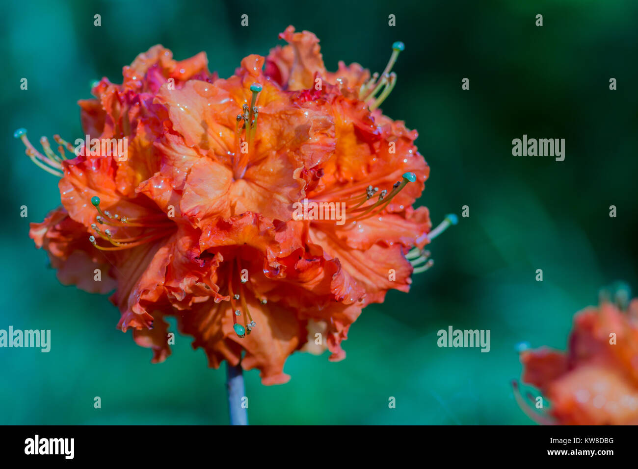 Rhododendrons are grown for their spectacular flowers, usually borne in ...