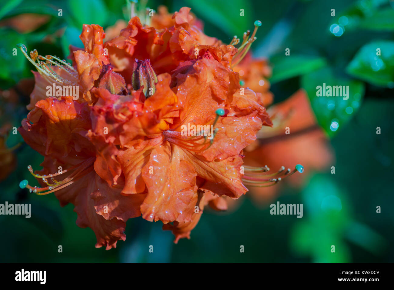 Rhododendrons are grown for their spectacular flowers, usually borne in ...