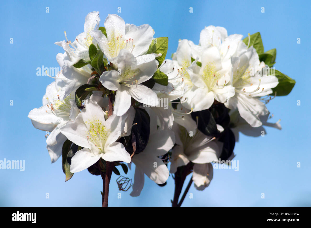 Rhododendrons are grown for their spectacular flowers, usually borne in ...