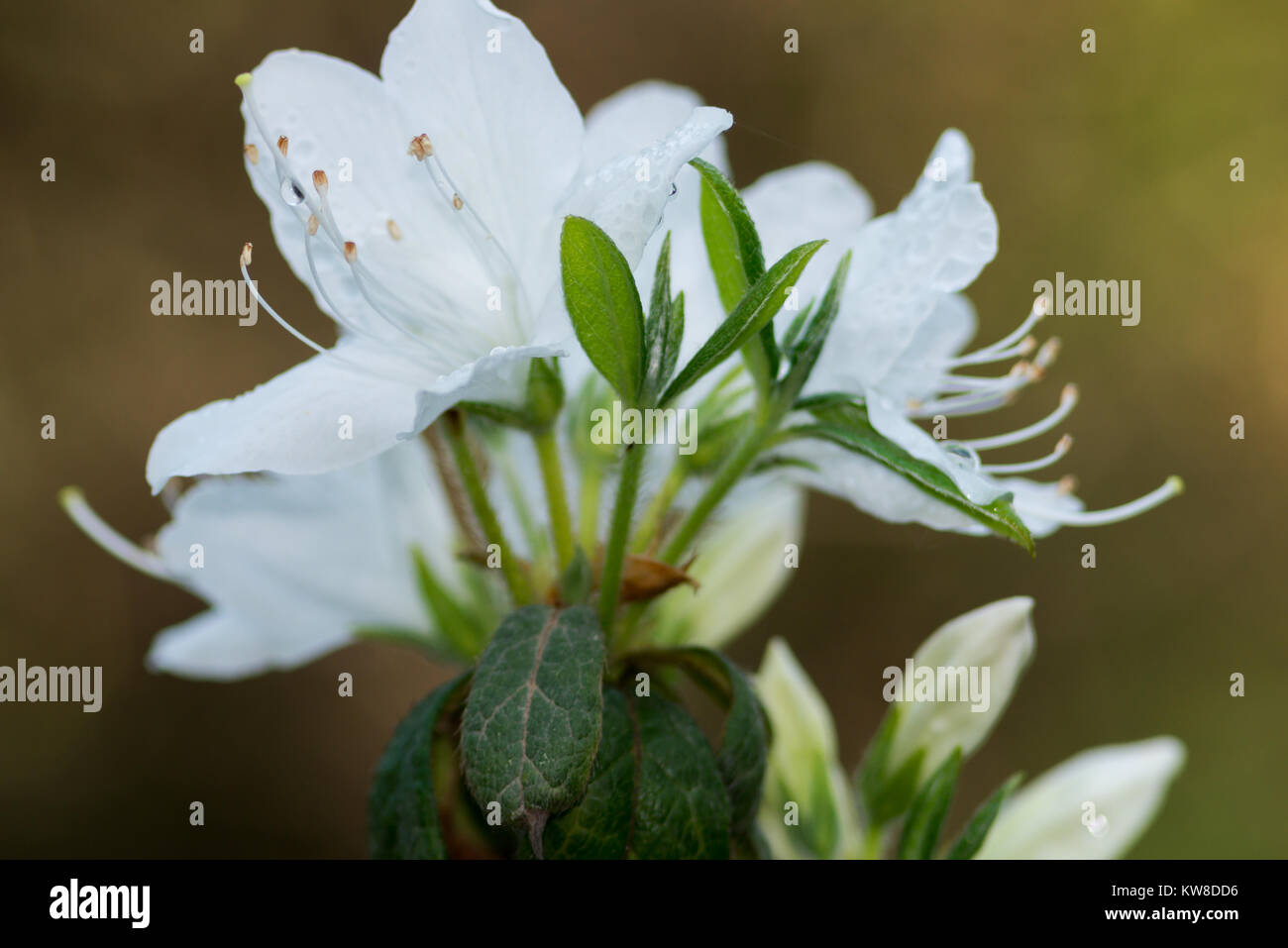 Rhododendrons are grown for their spectacular flowers, usually borne in ...