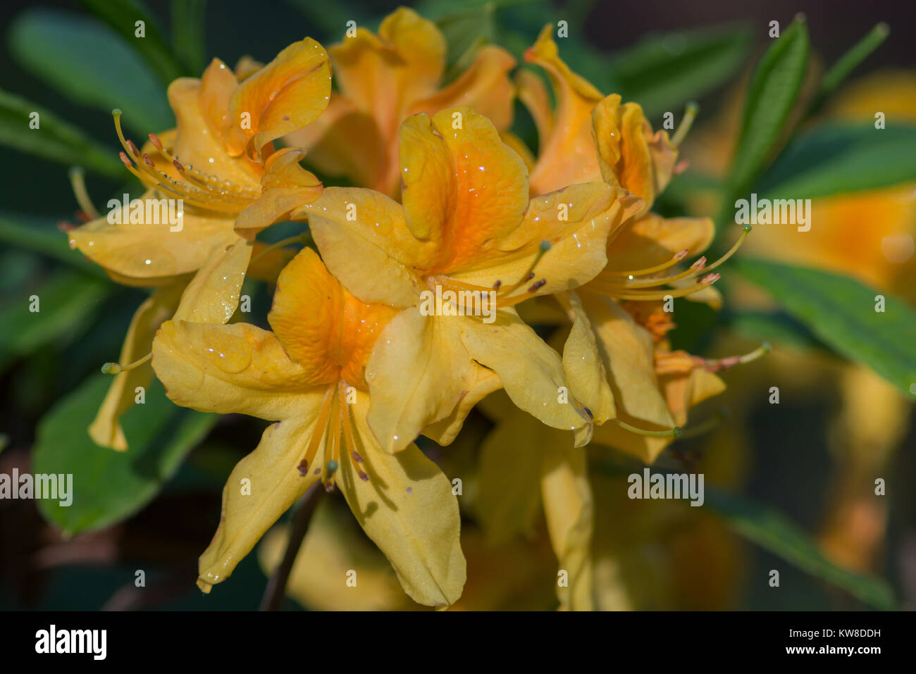 Rhododendrons are grown for their spectacular flowers, usually borne in ...