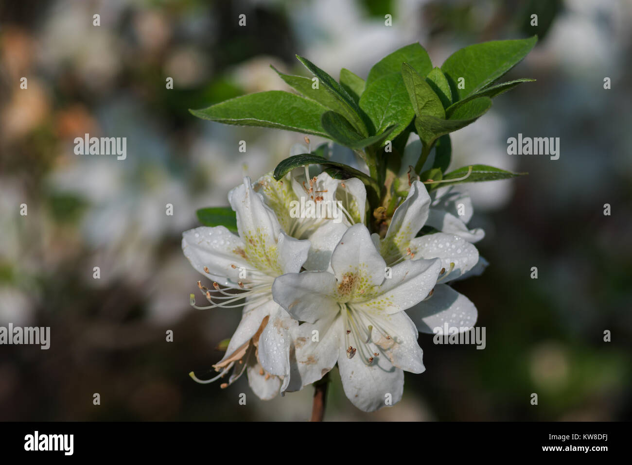 Rhododendrons are grown for their spectacular flowers, usually borne in ...